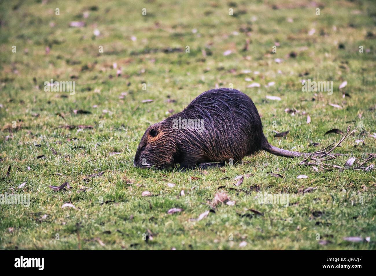 A sideways standing brown Nutria in the green field Stock Photo - Alamy