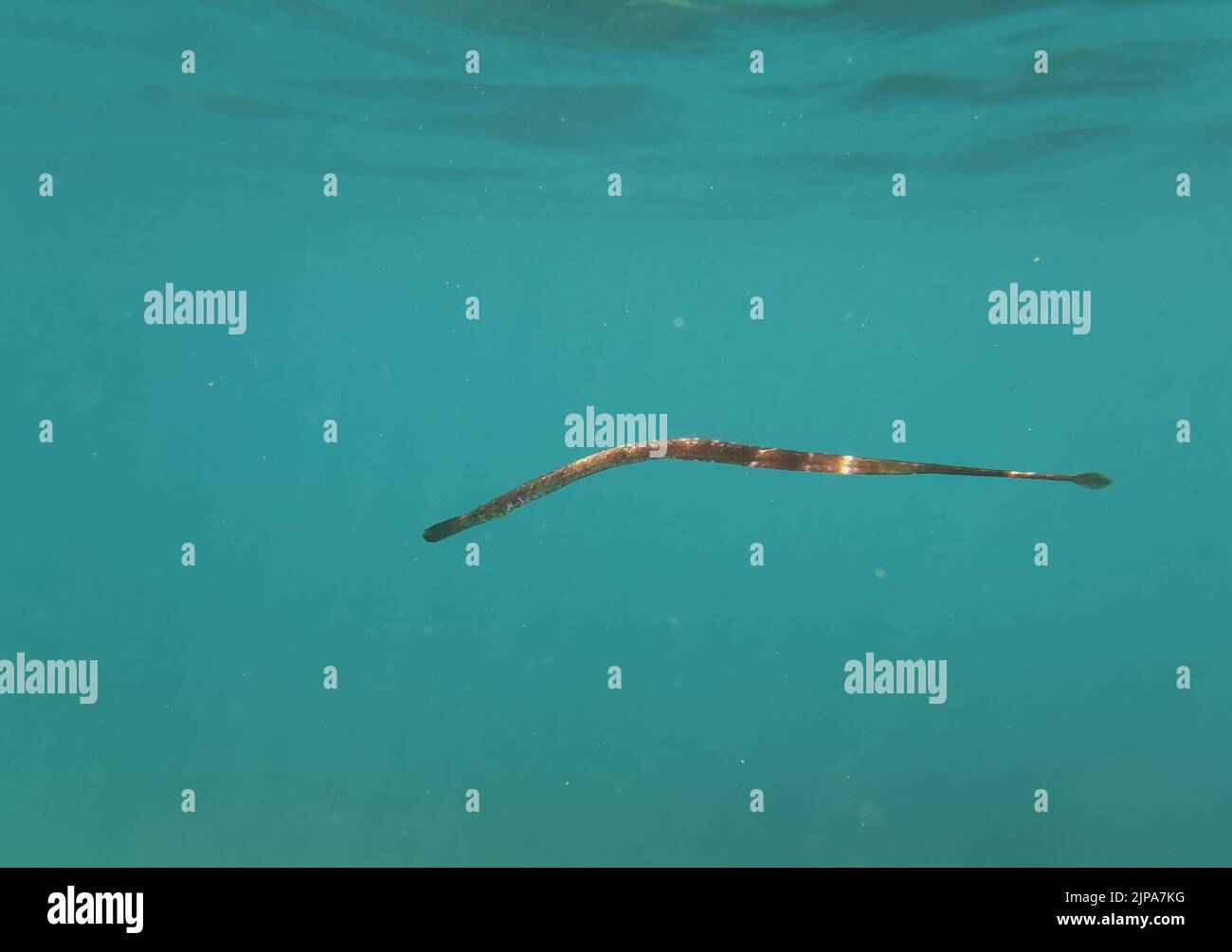 Wetland fistular fish trumpet hi-res stock photography and images - Alamy