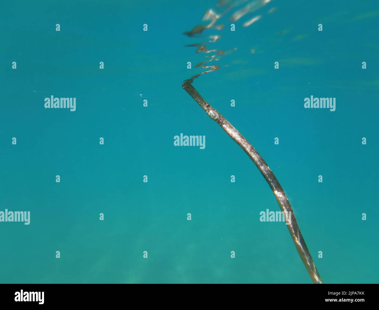 Greece Nafplio, Tuesday 16 August , 2022. Trumpet or fistular fish at ...