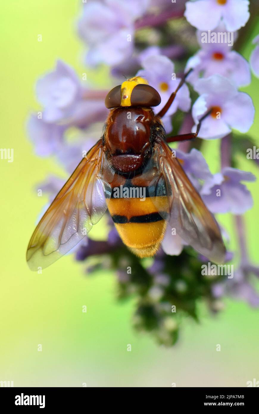 hornet mimic hoverfly, volucelle zonée, Hornissenschwebfliege ...