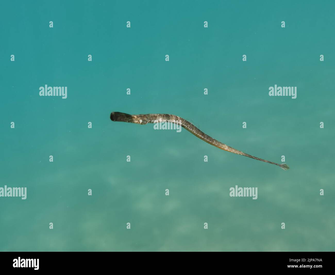 Greece Nafplio, Tuesday 16 August , 2022. Trumpet or fistular fish at ...
