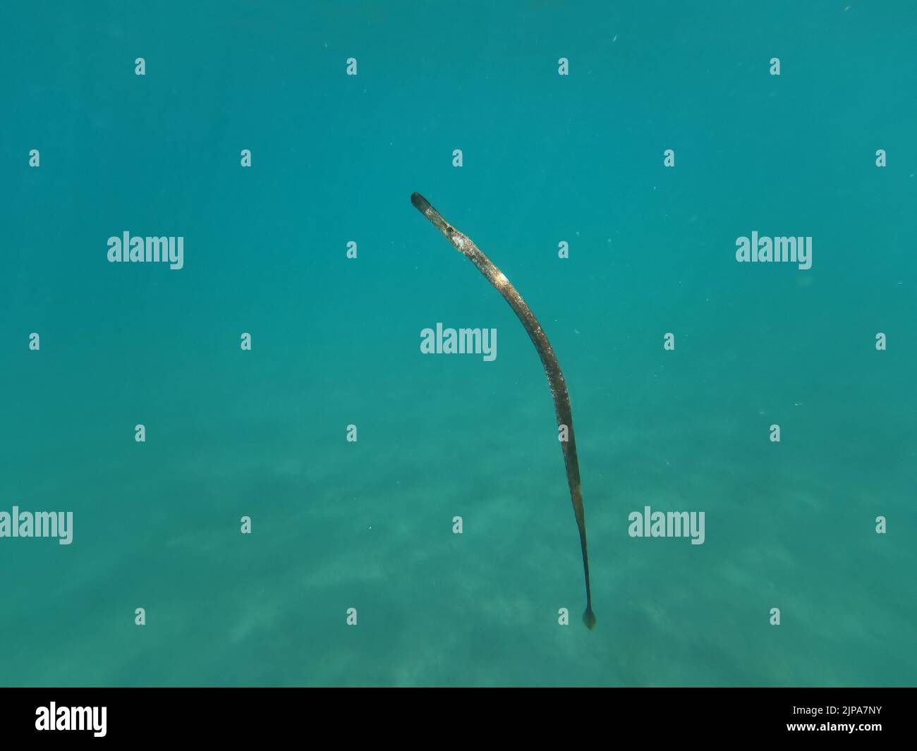 Greece Nafplio, Tuesday 16 August , 2022. Trumpet or fistular fish at ...