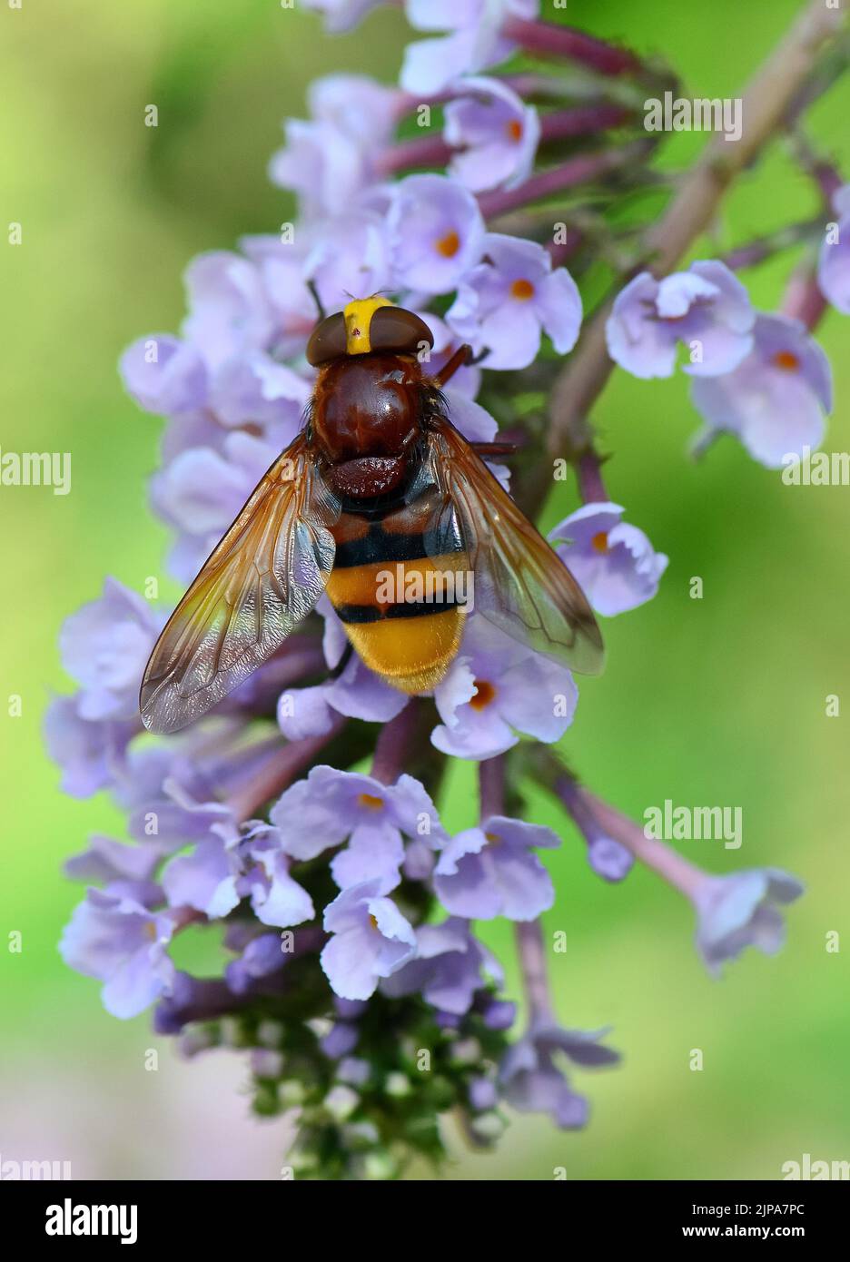 hornet mimic hoverfly, volucelle zonée, Hornissenschwebfliege ...