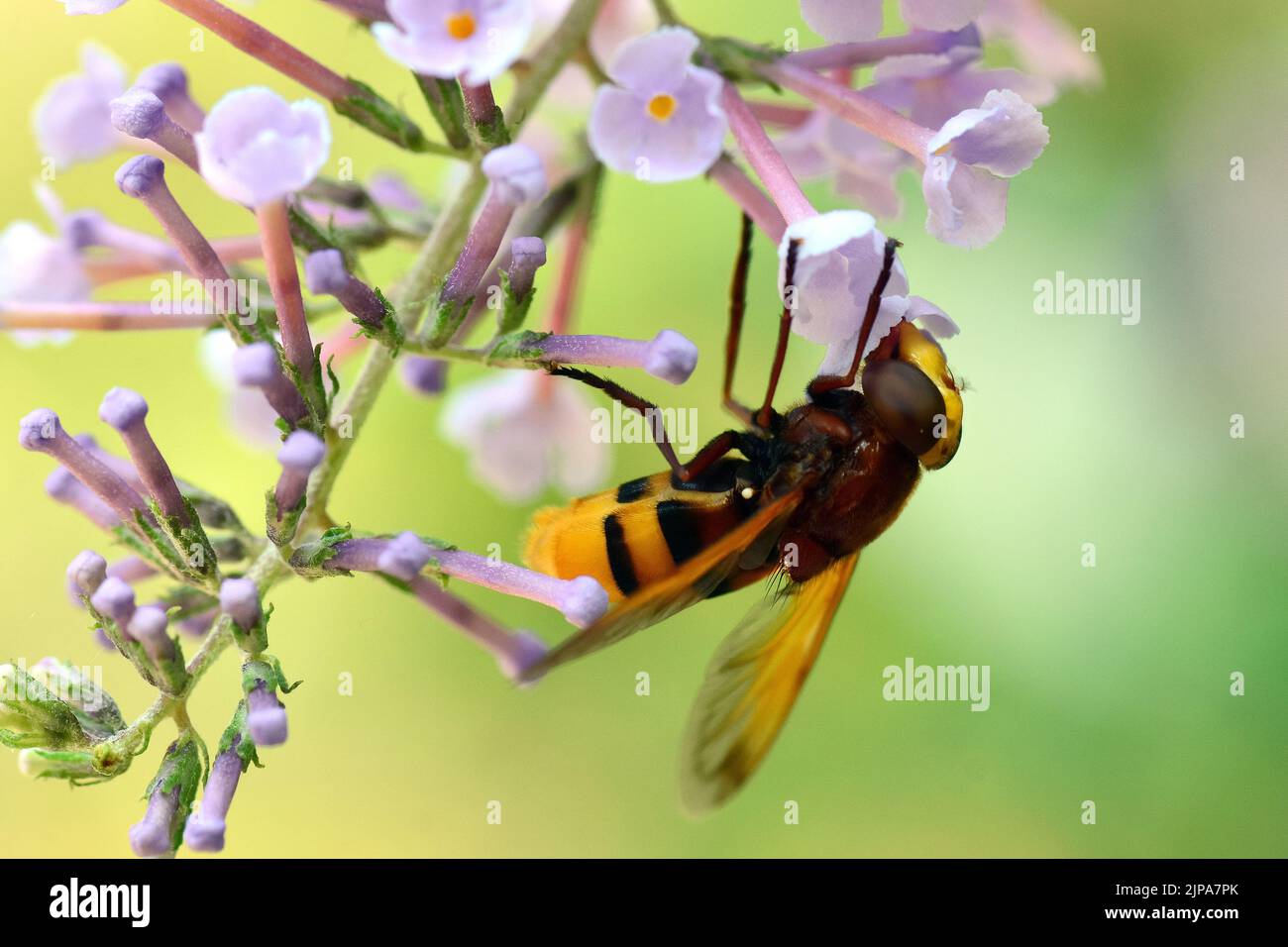 hornet mimic hoverfly, volucelle zonée, Hornissenschwebfliege ...