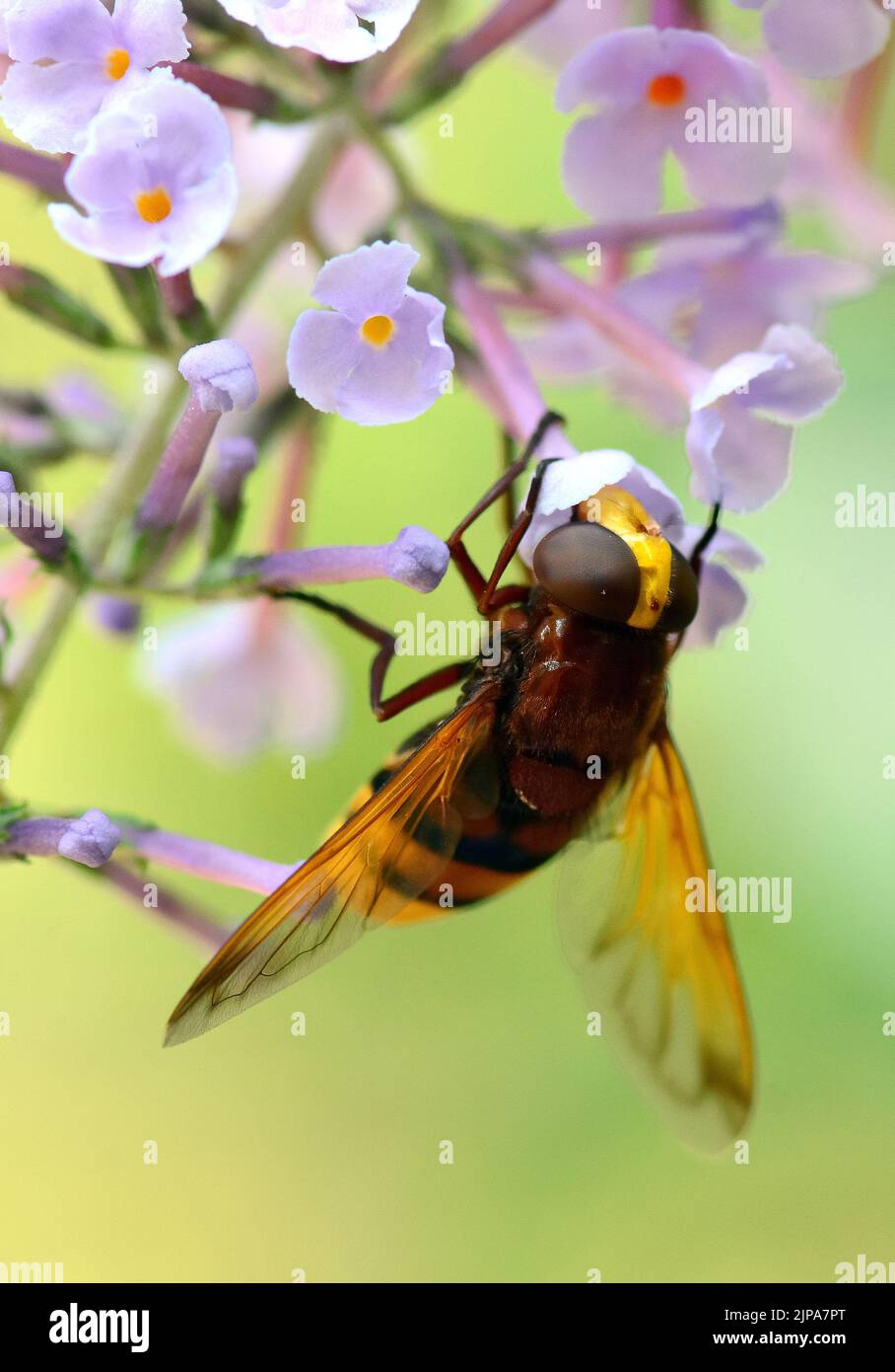 hornet mimic hoverfly, volucelle zonée, Hornissenschwebfliege ...