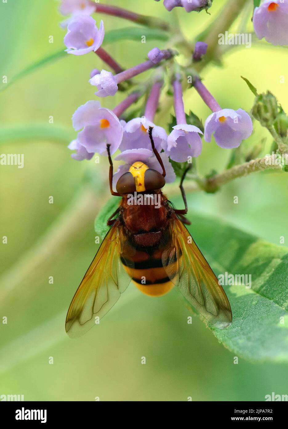 hornet mimic hoverfly, volucelle zonée, Hornissenschwebfliege ...
