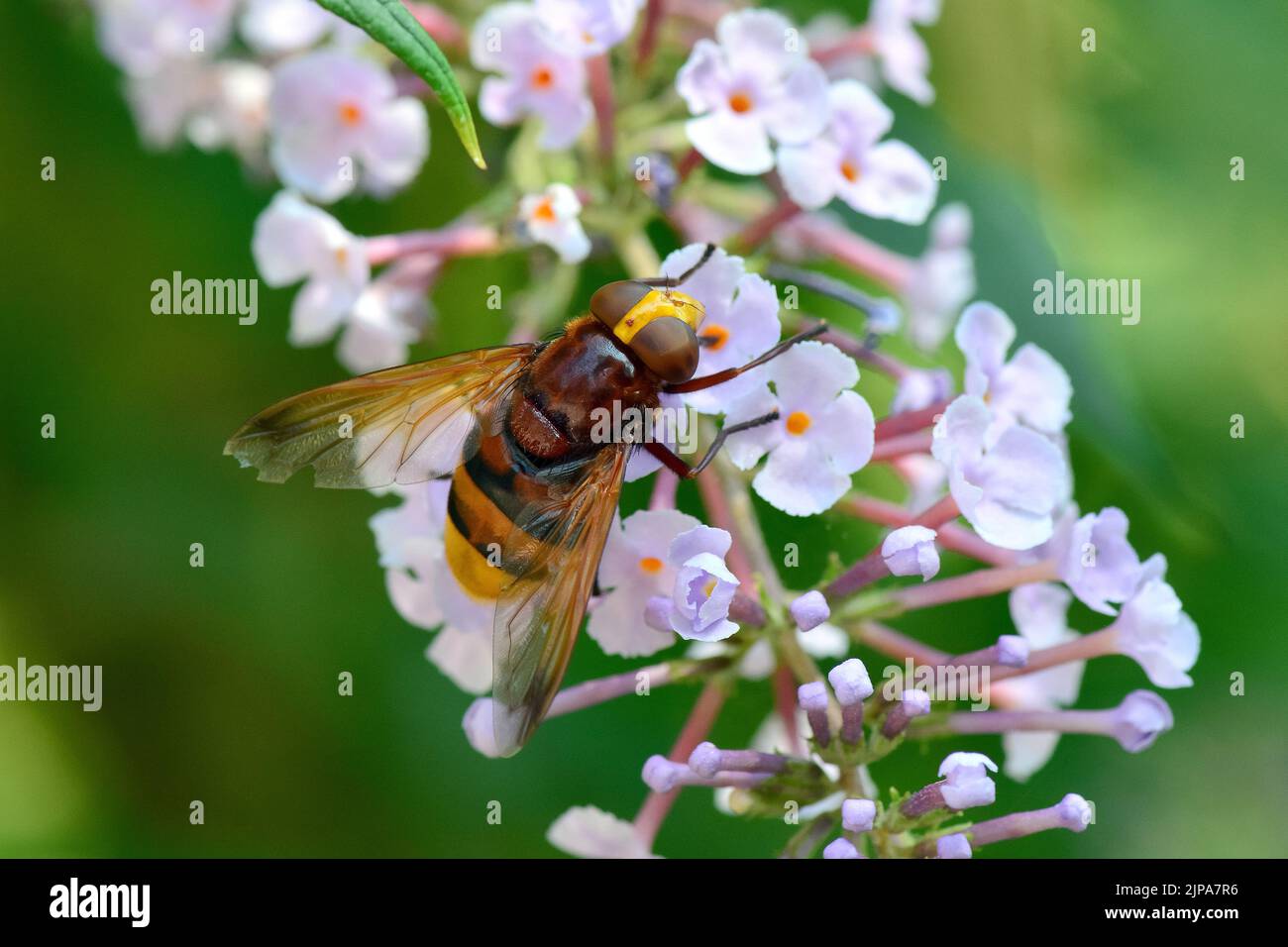 hornet mimic hoverfly, volucelle zonée, Hornissenschwebfliege ...