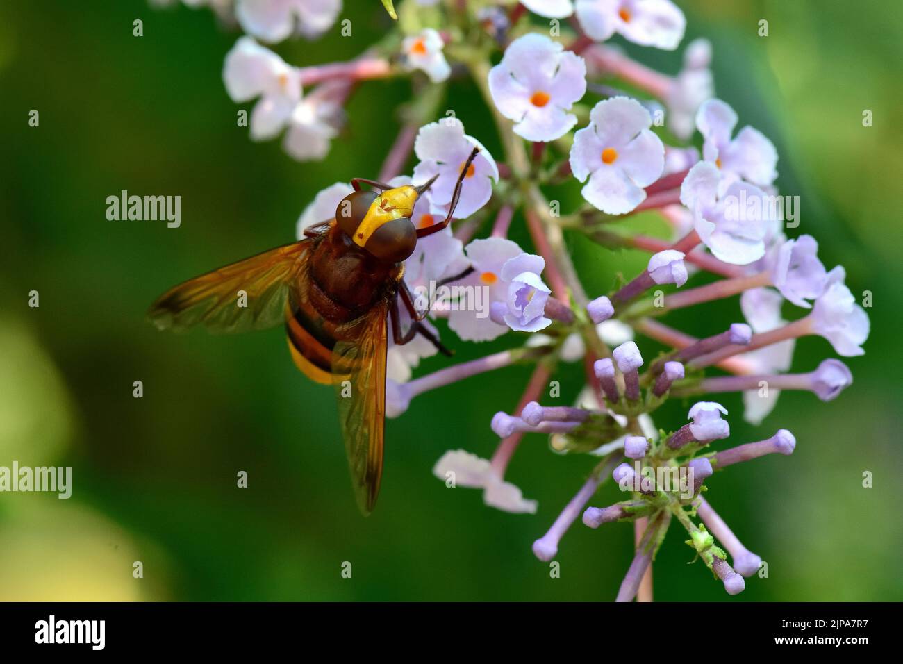 hornet mimic hoverfly, volucelle zonée, Hornissenschwebfliege ...