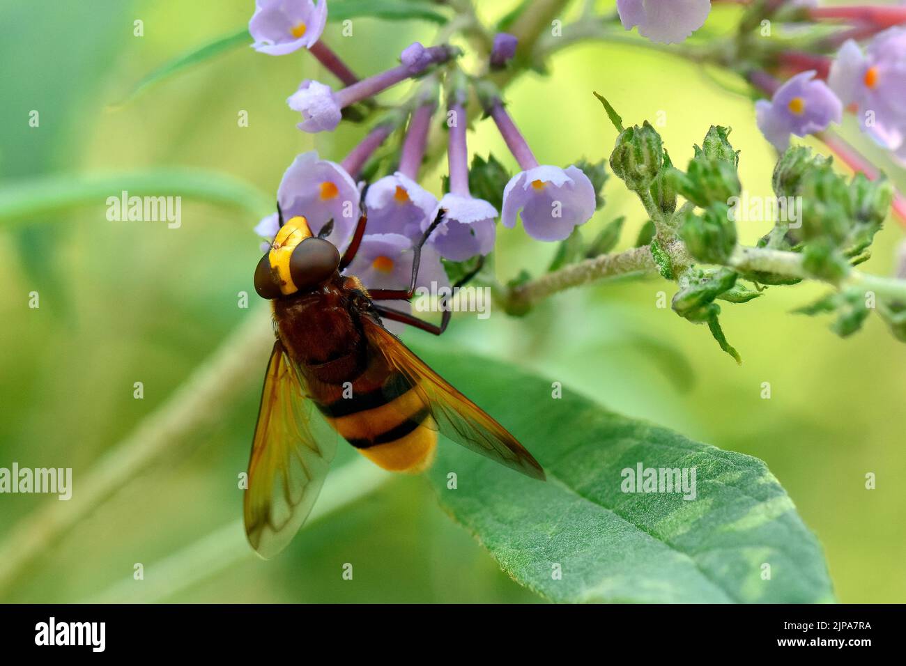 hornet mimic hoverfly, volucelle zonée, Hornissenschwebfliege ...