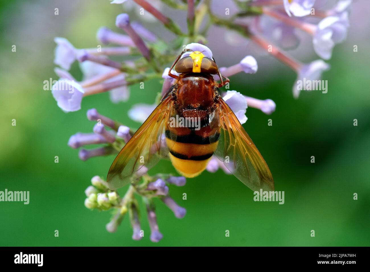 hornet mimic hoverfly, volucelle zonée, Hornissenschwebfliege ...