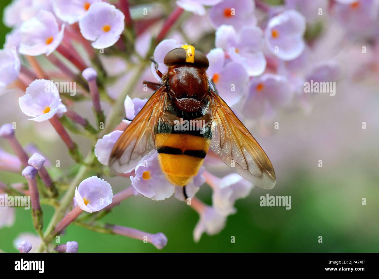 hornet mimic hoverfly, volucelle zonée, Hornissenschwebfliege ...
