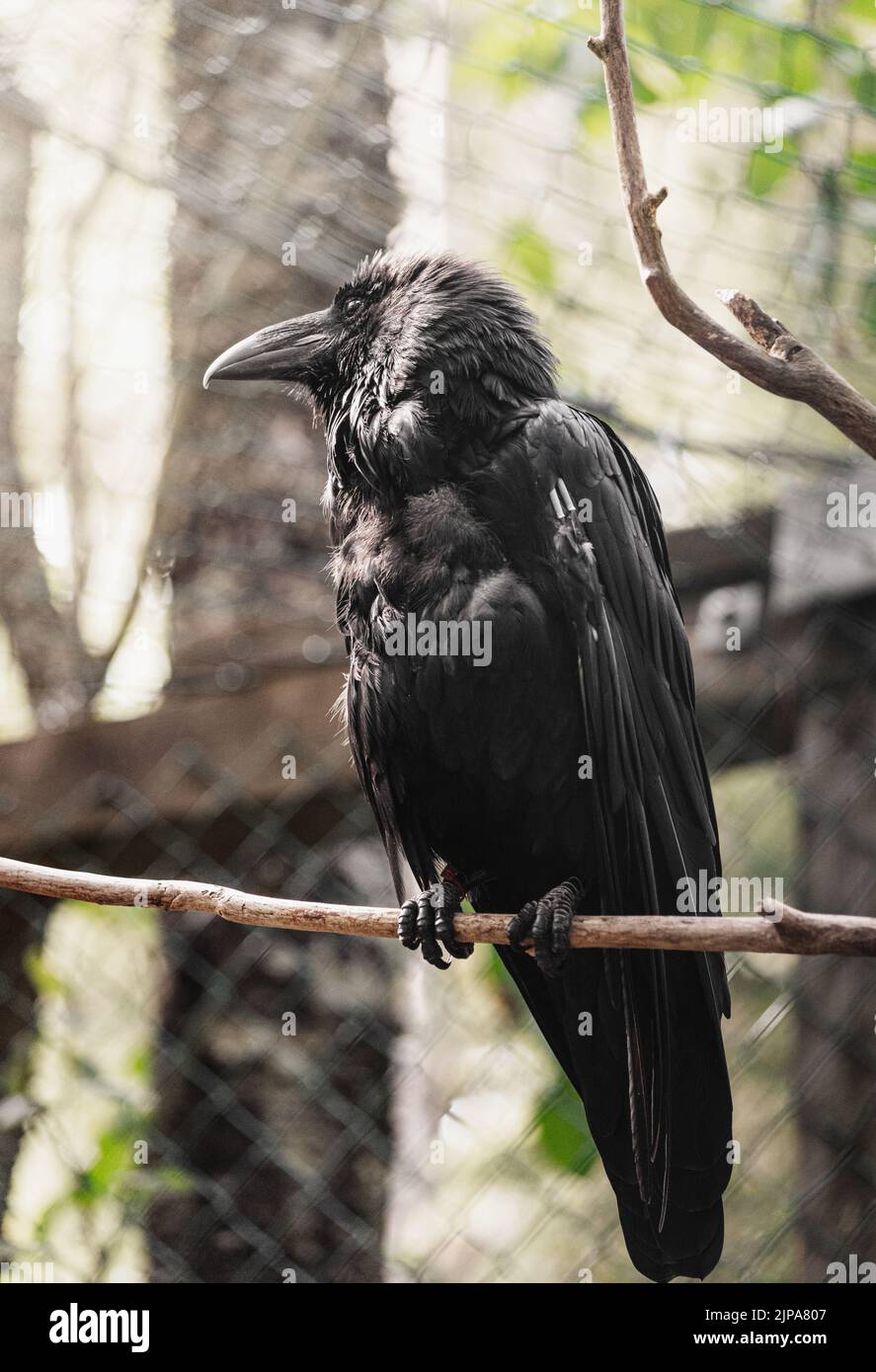 A black raven perched on a branch Stock Photo - Alamy