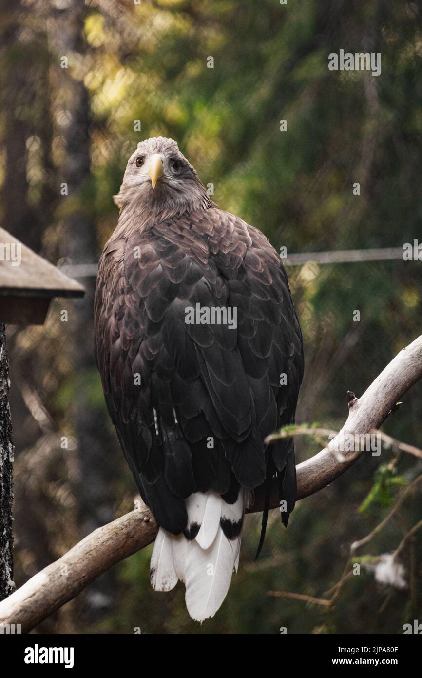 Sad eagle hi-res stock photography and images - Alamy