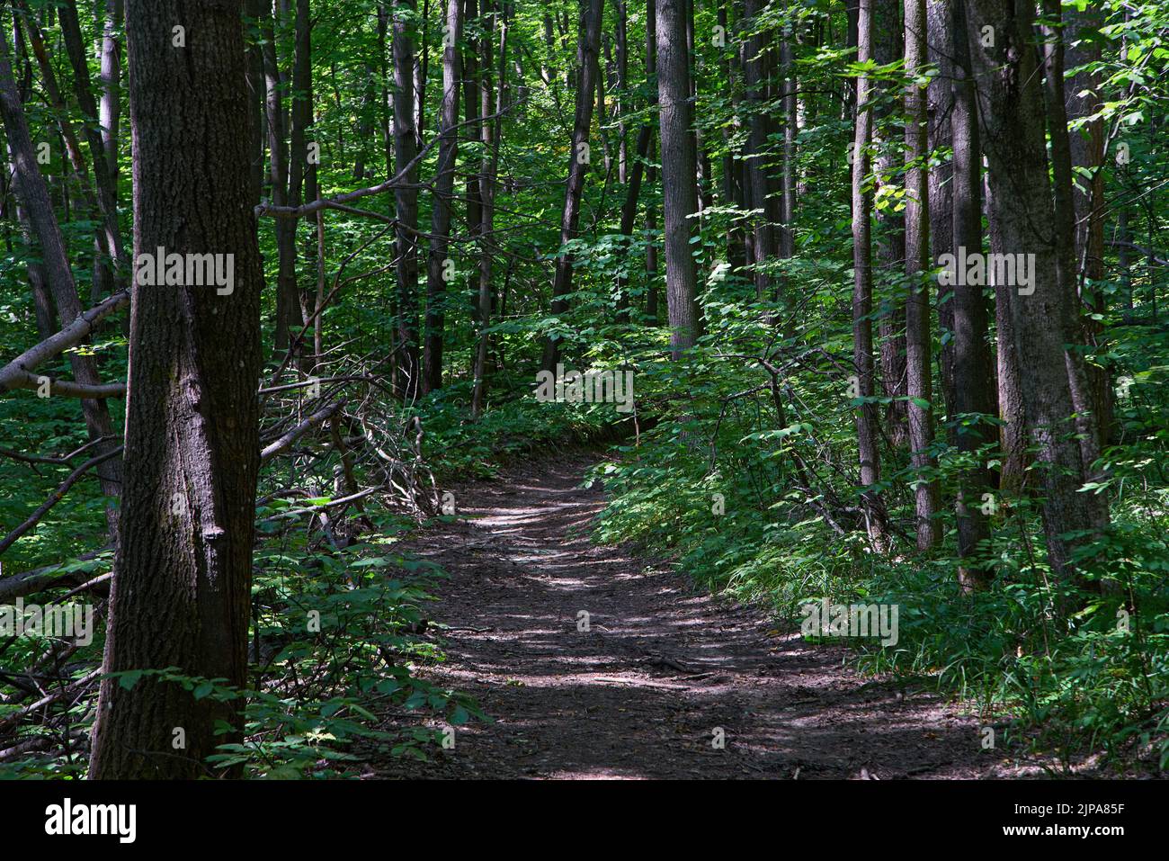 Running jogging foot path picture in garden Stock Photo - Alamy