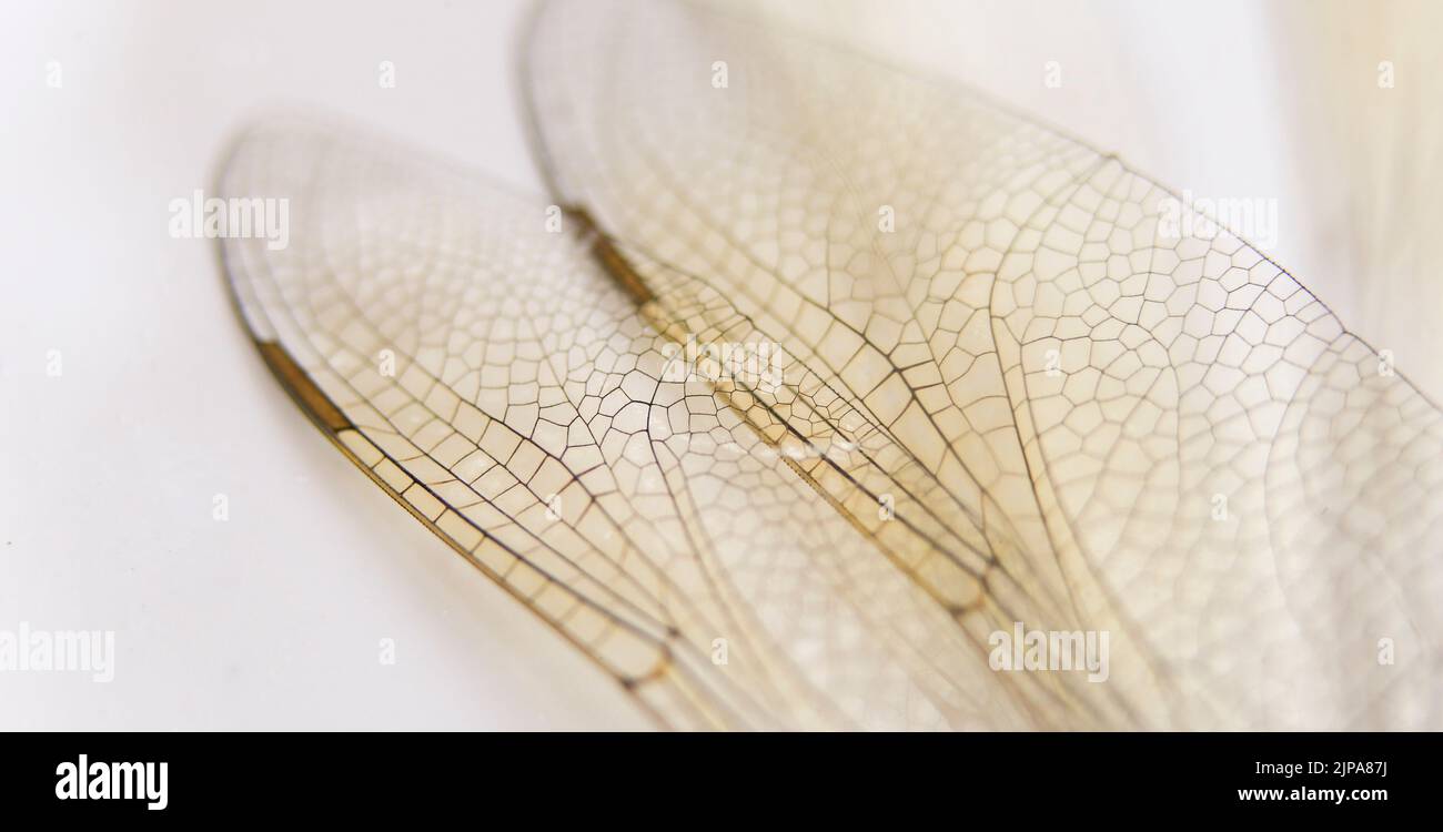 Beautiful Macro photography of Dragonfly wings on white background ...