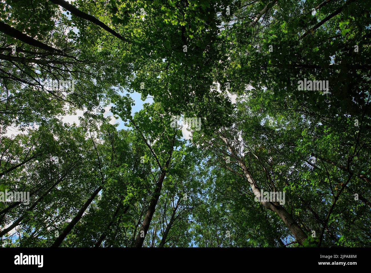 Forest, green tree branches, blue sky, upward view, beautiful natural ...