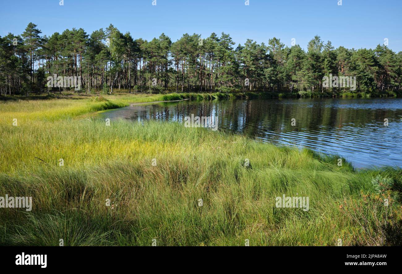 Puikule mire hi-res stock photography and images - Alamy