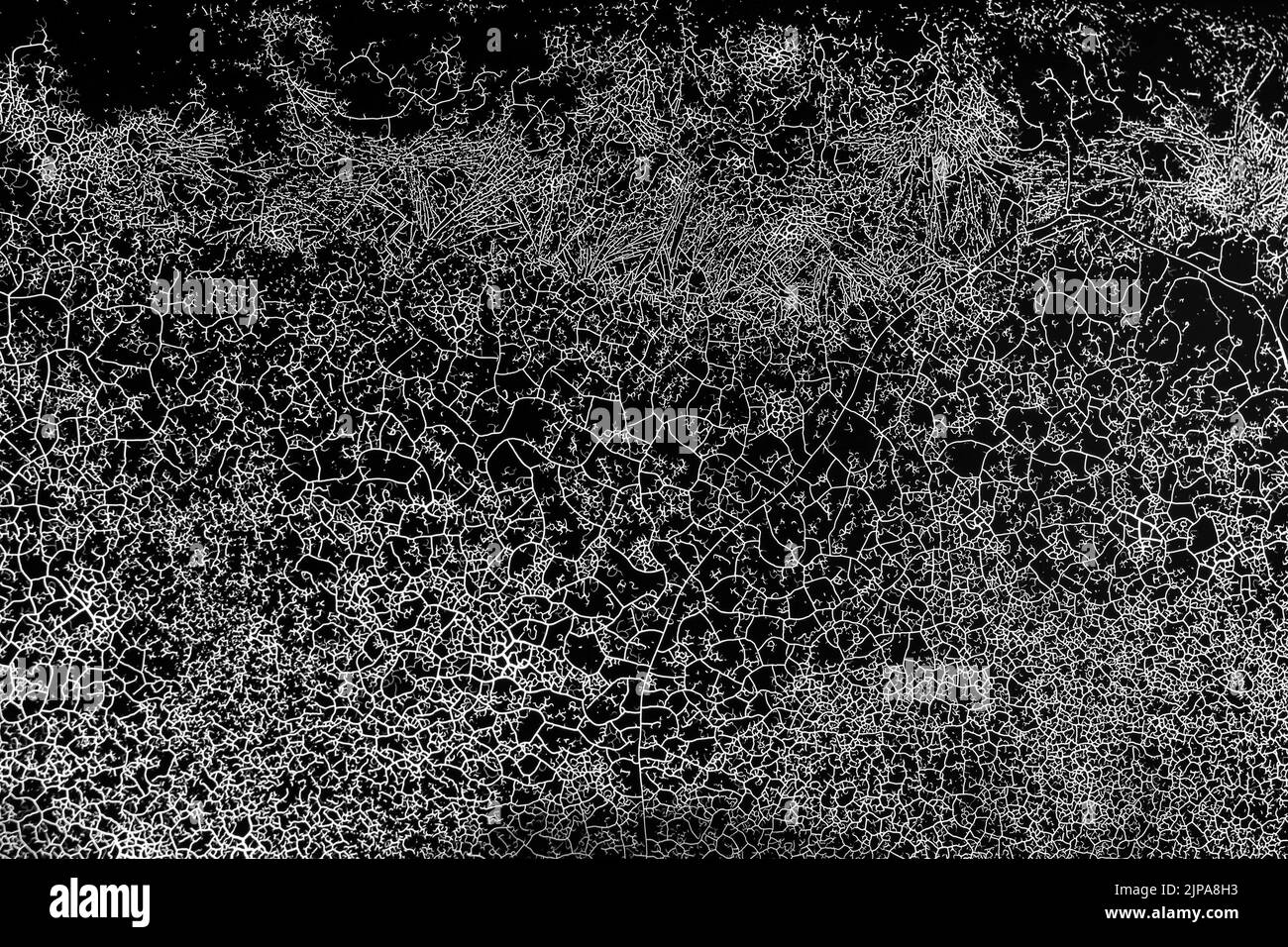 Abstract background of white tangled lines on a black surface. Graphic ...