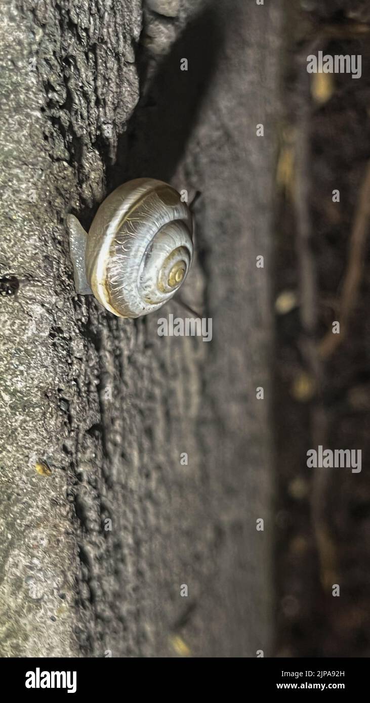 Snail descending a wall hi-res stock photography and images - Alamy