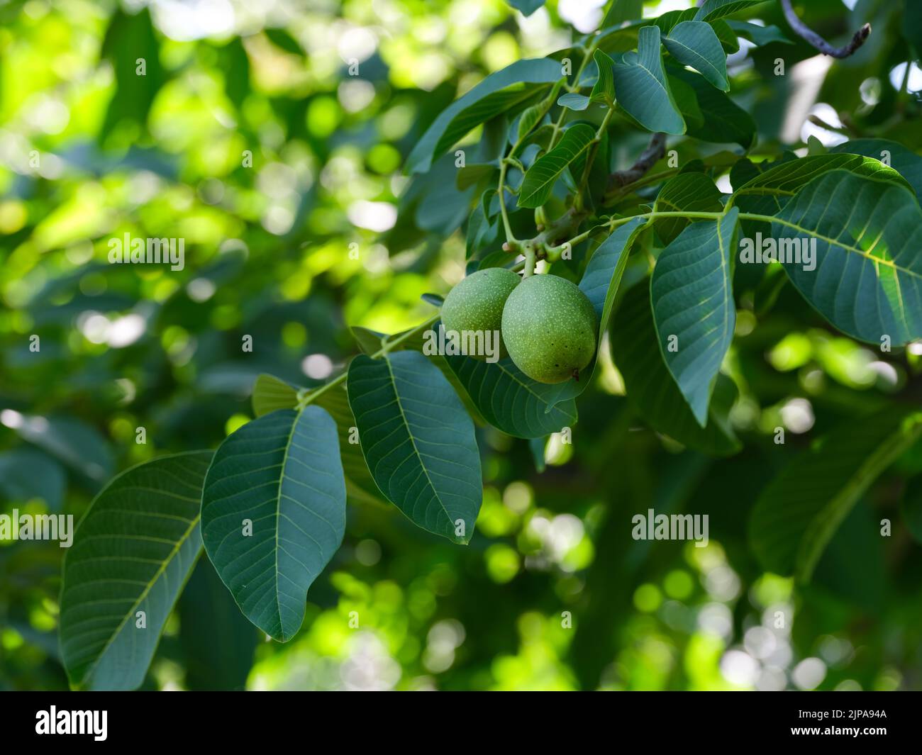 Green walnuts growing on a tree. Summertime Stock Photo - Alamy