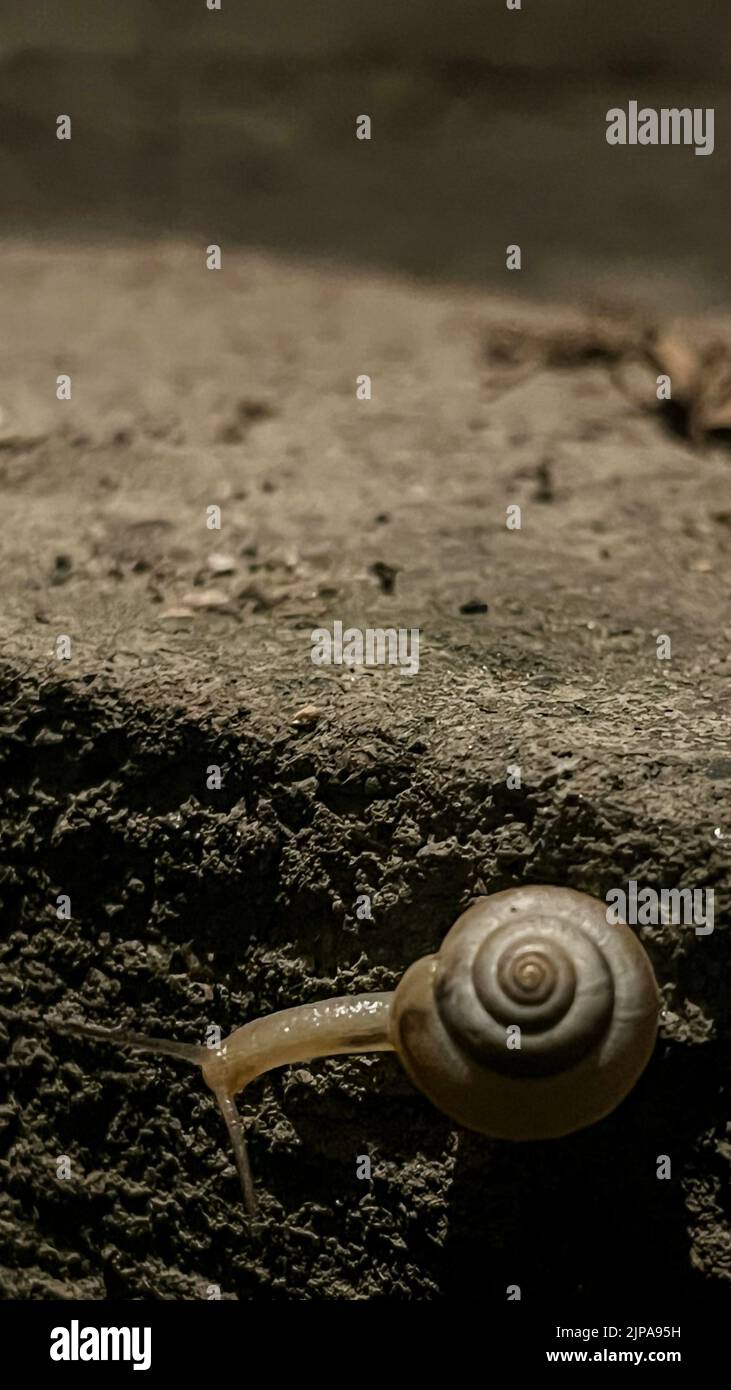 Snail descending a wall hi-res stock photography and images - Alamy