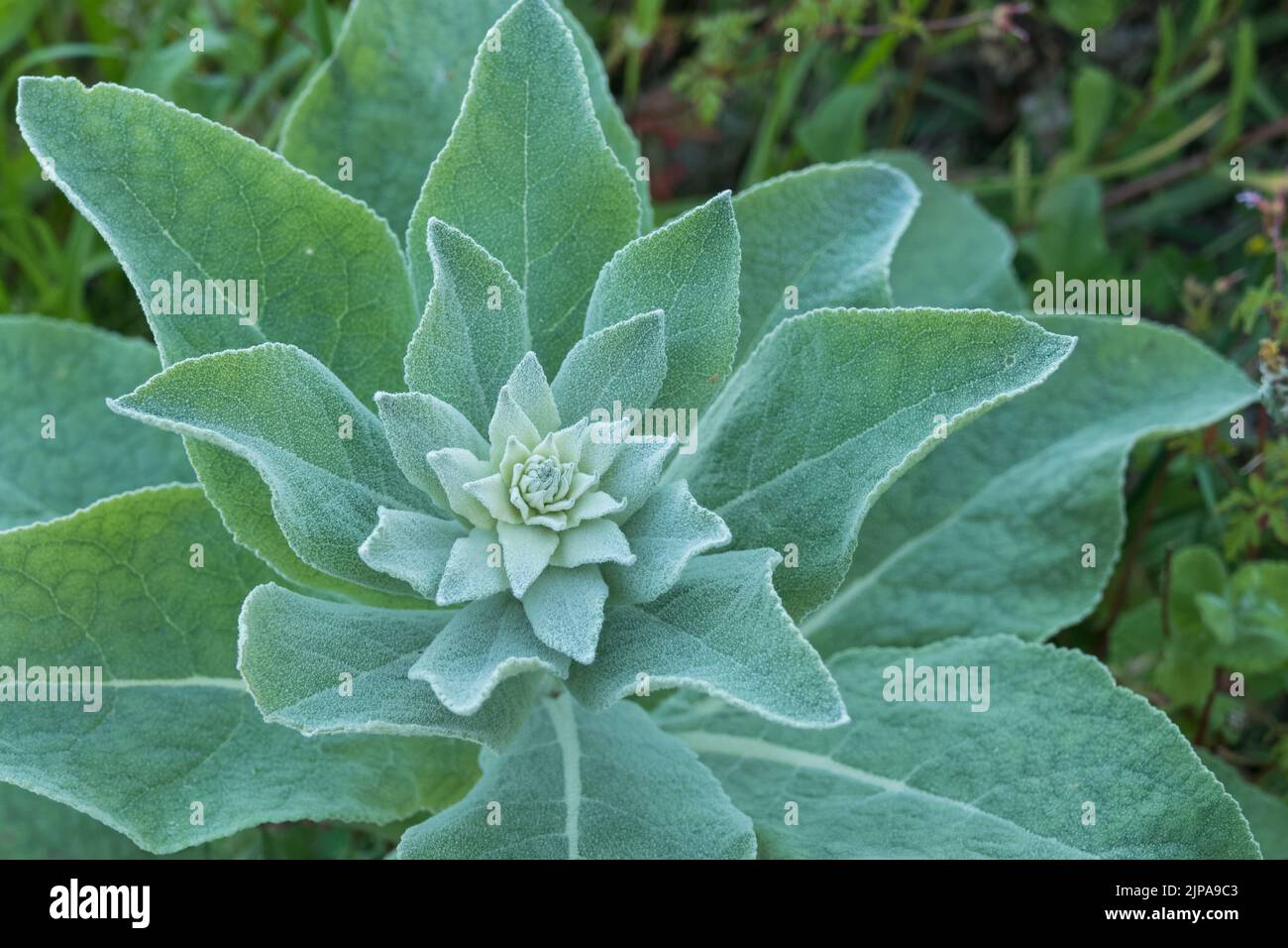 plant common mullein growing outdoors close up view Stock Photo - Alamy