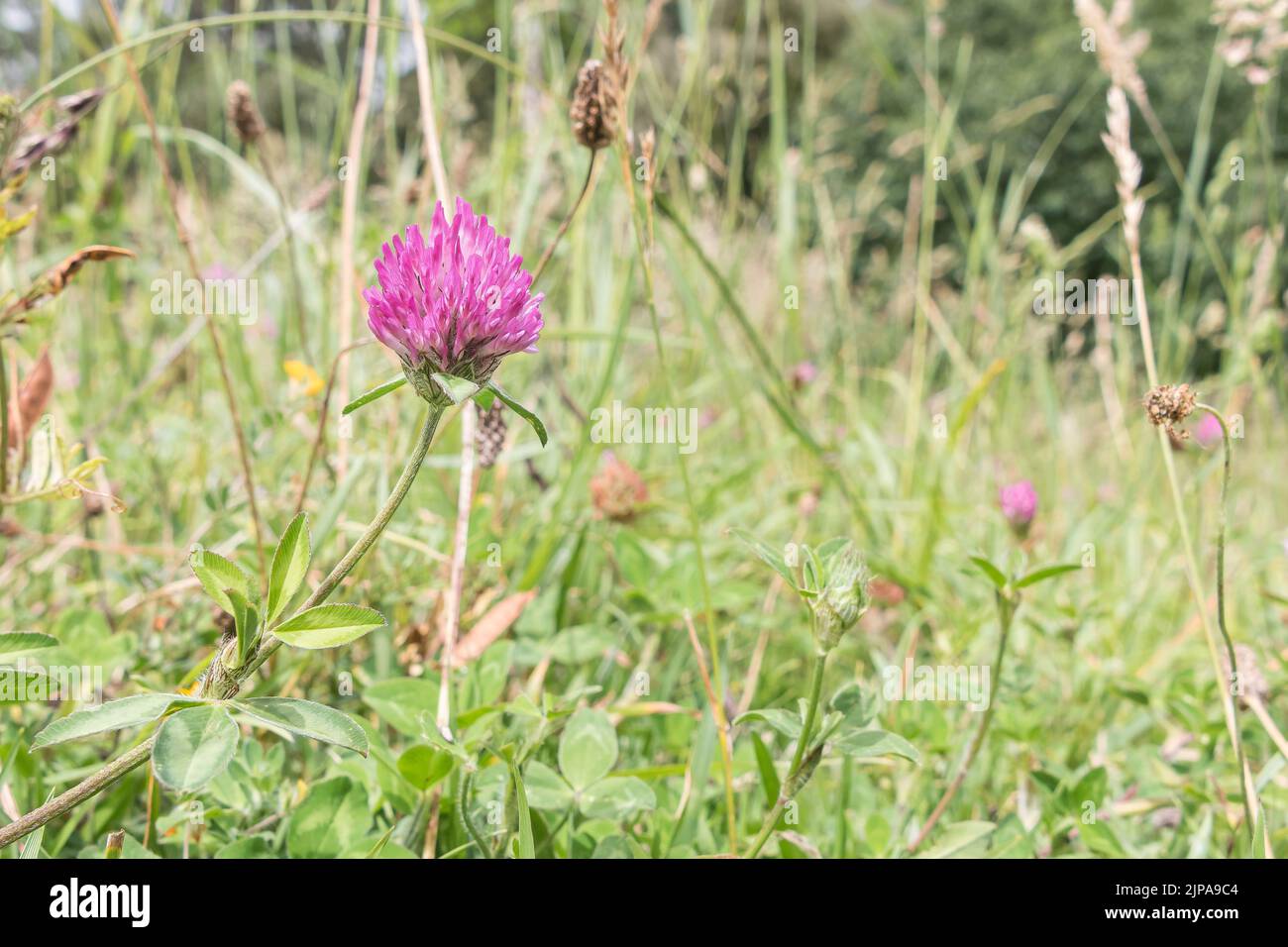 red clover flower outdoors trifolium pratense Stock Photo - Alamy