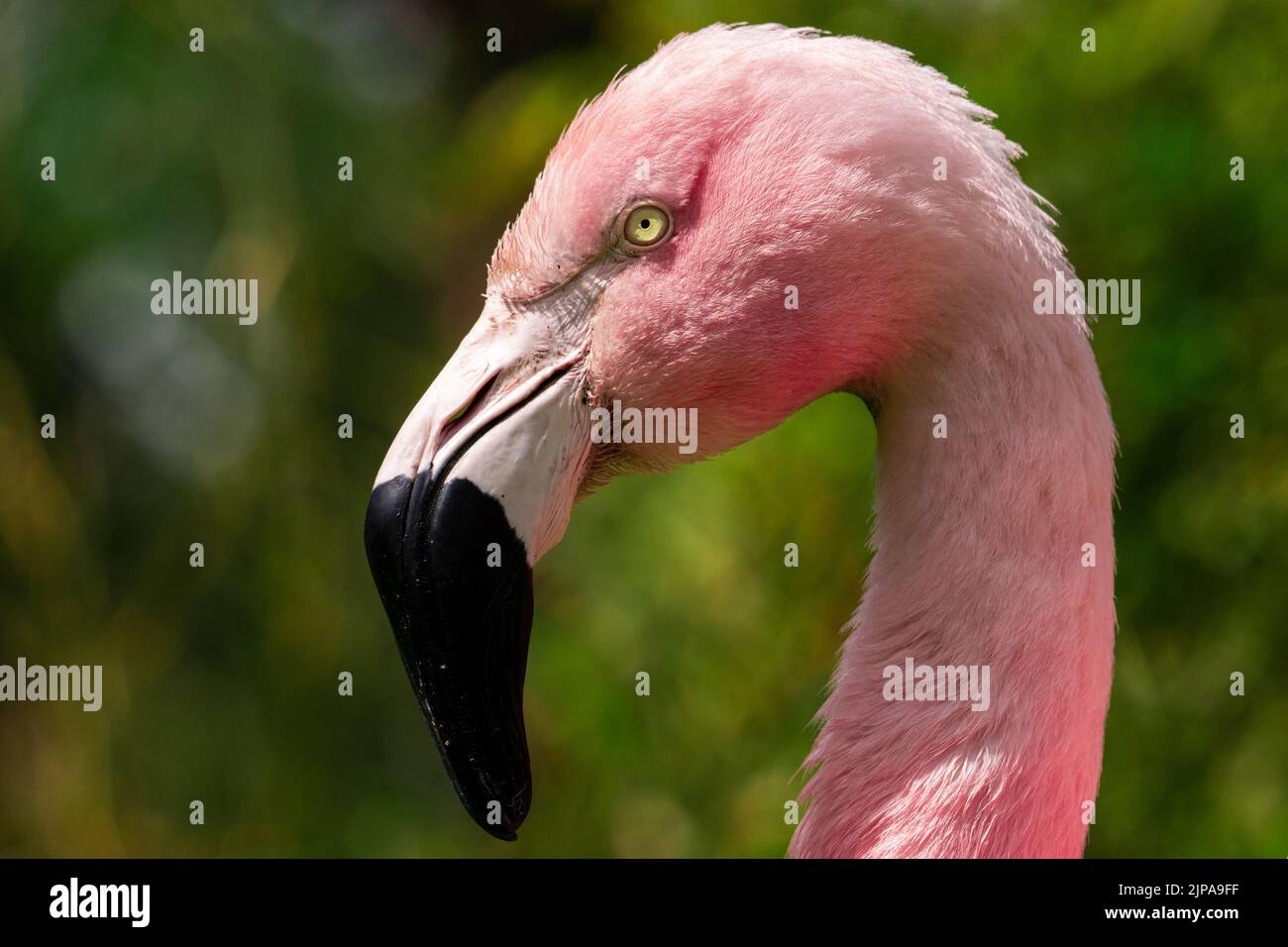Shallow or deep keeled bill hi-res stock photography and images - Alamy