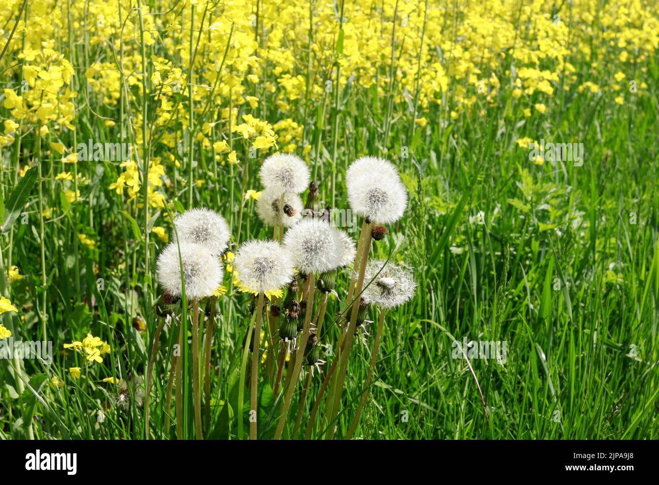 A dandelions in the canola field. Spring time Stock Photo - Alamy