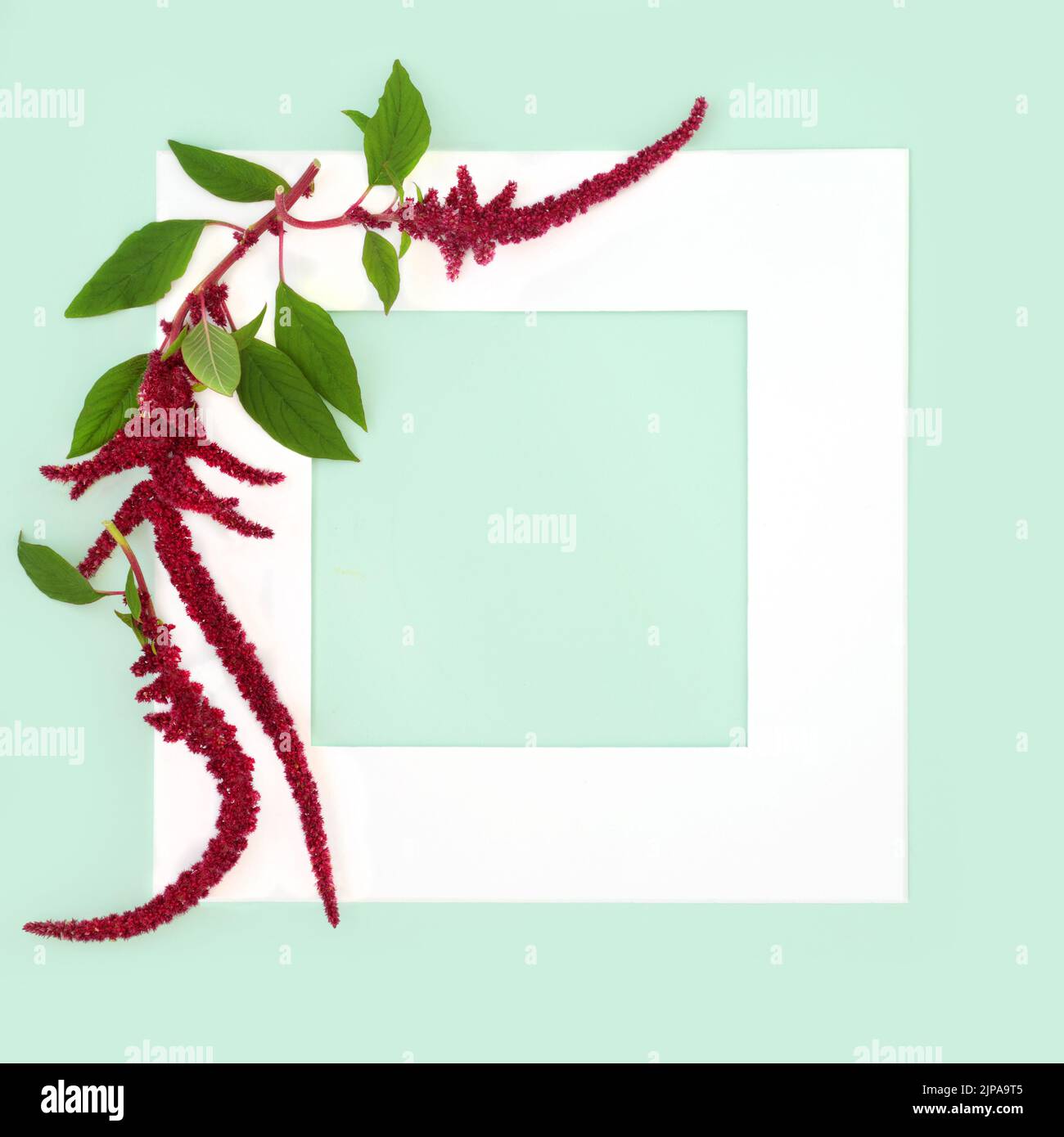 Amaranthus plant in flower with red grain seed background border ...