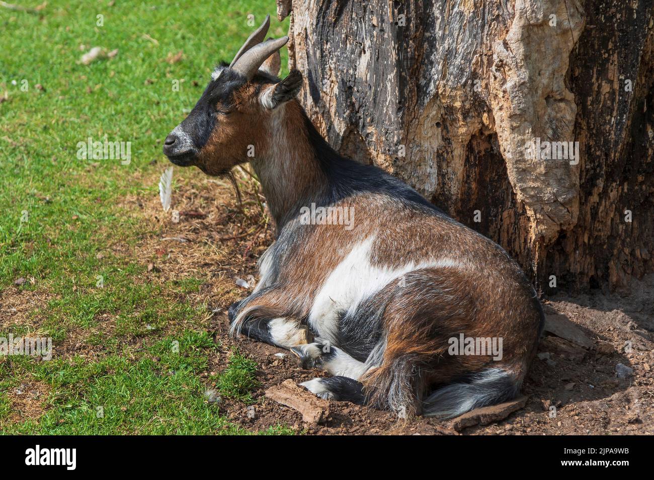 Small goat hi-res stock photography and images - Alamy