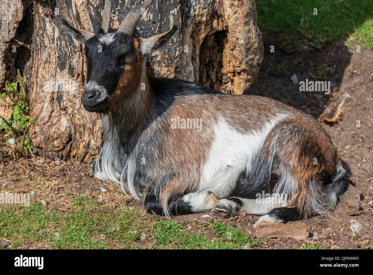 A small goat resting Stock Photo - Alamy