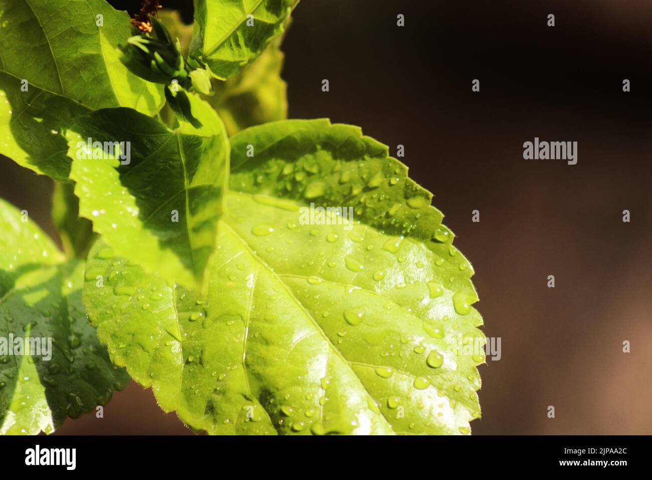 Light green leaf with water drops in the sunshine, captured after the ...