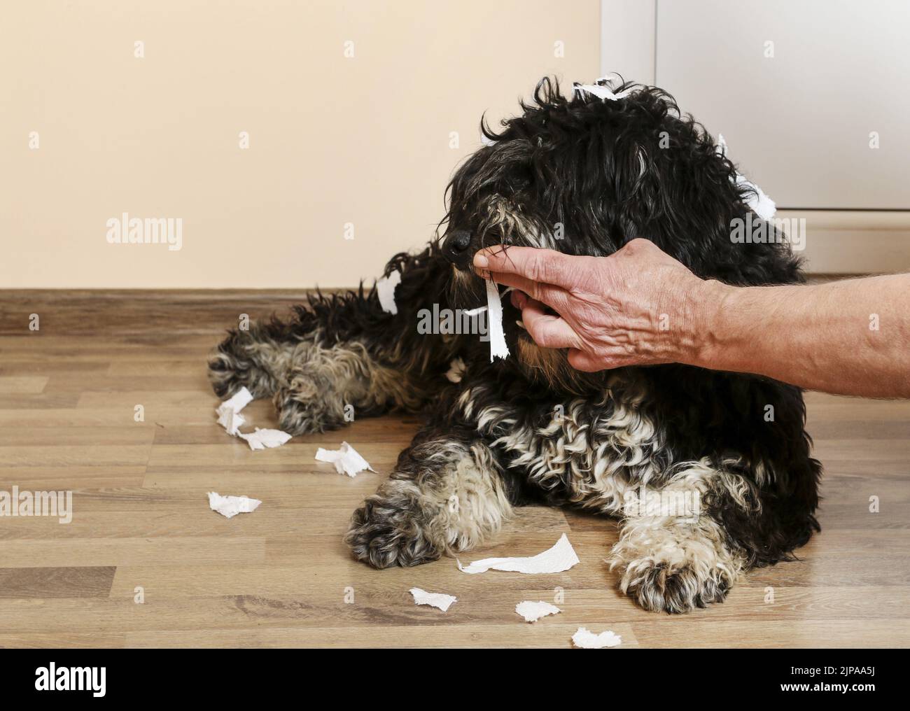 The dog tore the toilet paper. The man tries to take the scraps away ...