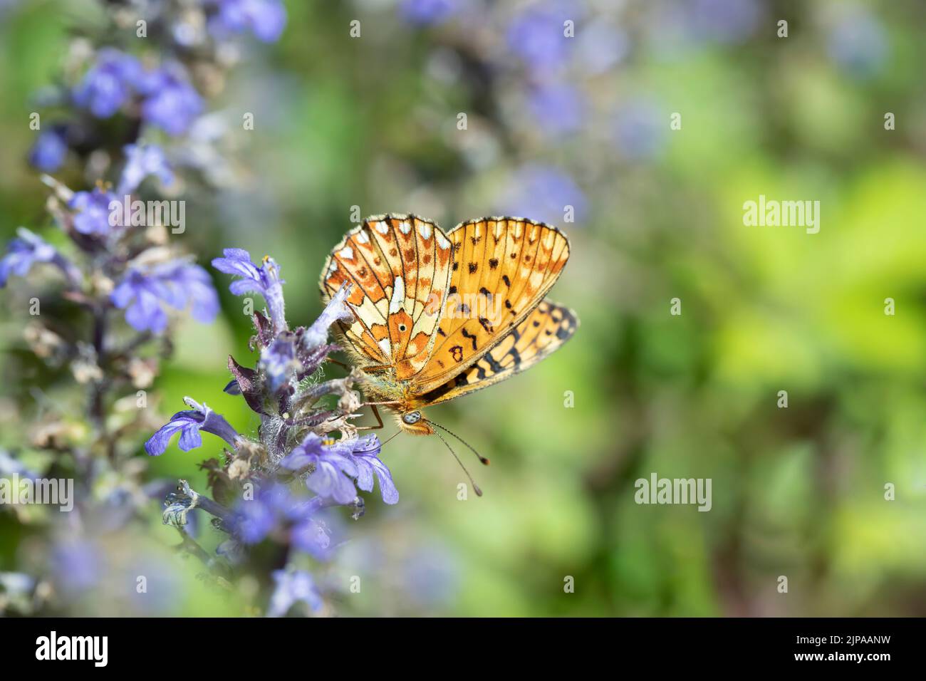 Pearl-bordered fritillary butterfly (Boloria euphrosyne Stock Photo - Alamy