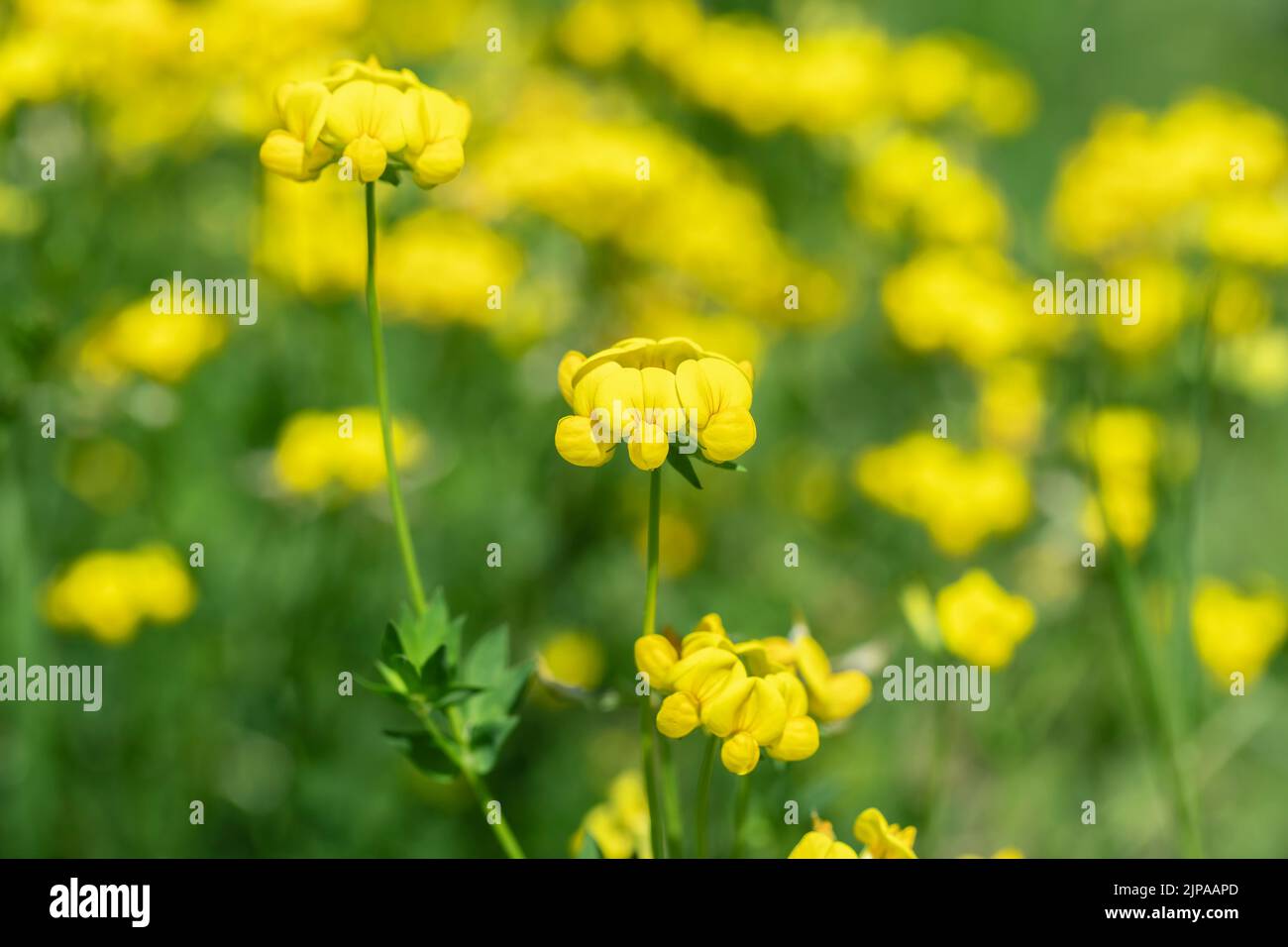 Bird's foot trefoil (Lotus corniculatus Stock Photo - Alamy