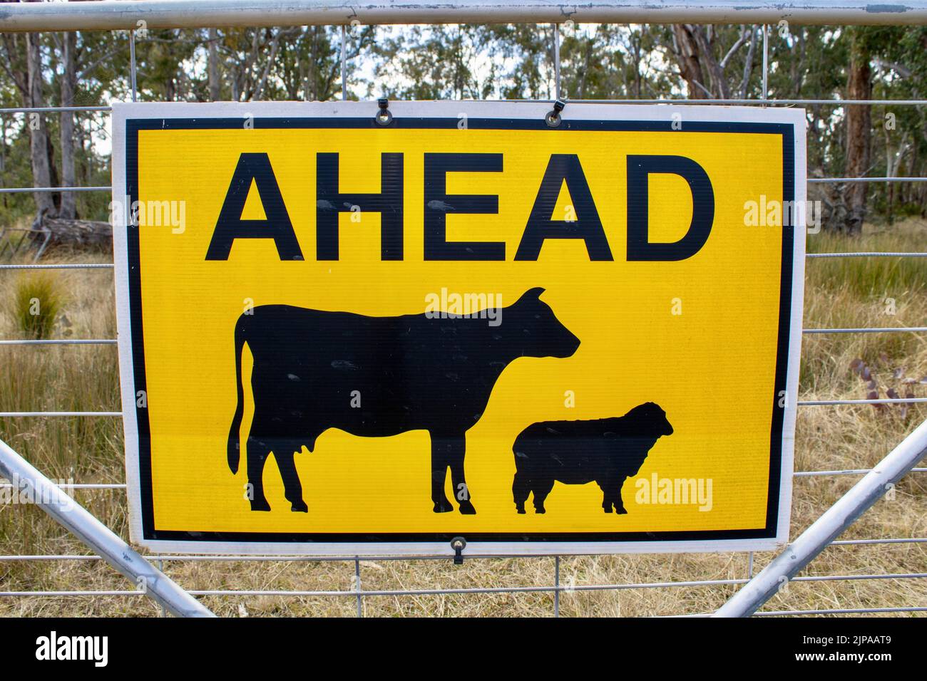 A sign warning cattle and sheep ahead on a gate in a rural area Stock ...
