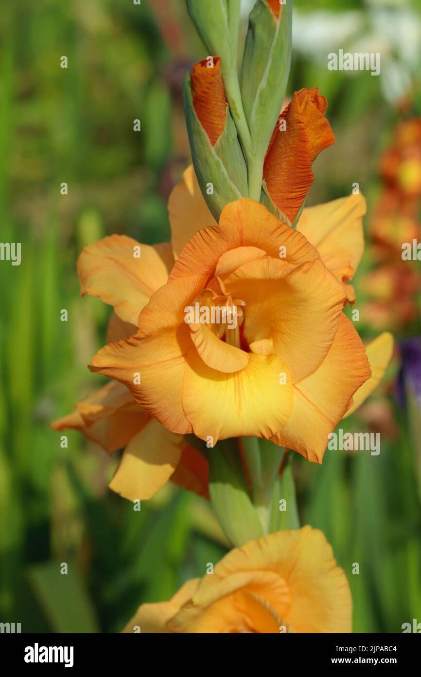 Orange gladiolus hi-res stock photography and images - Alamy