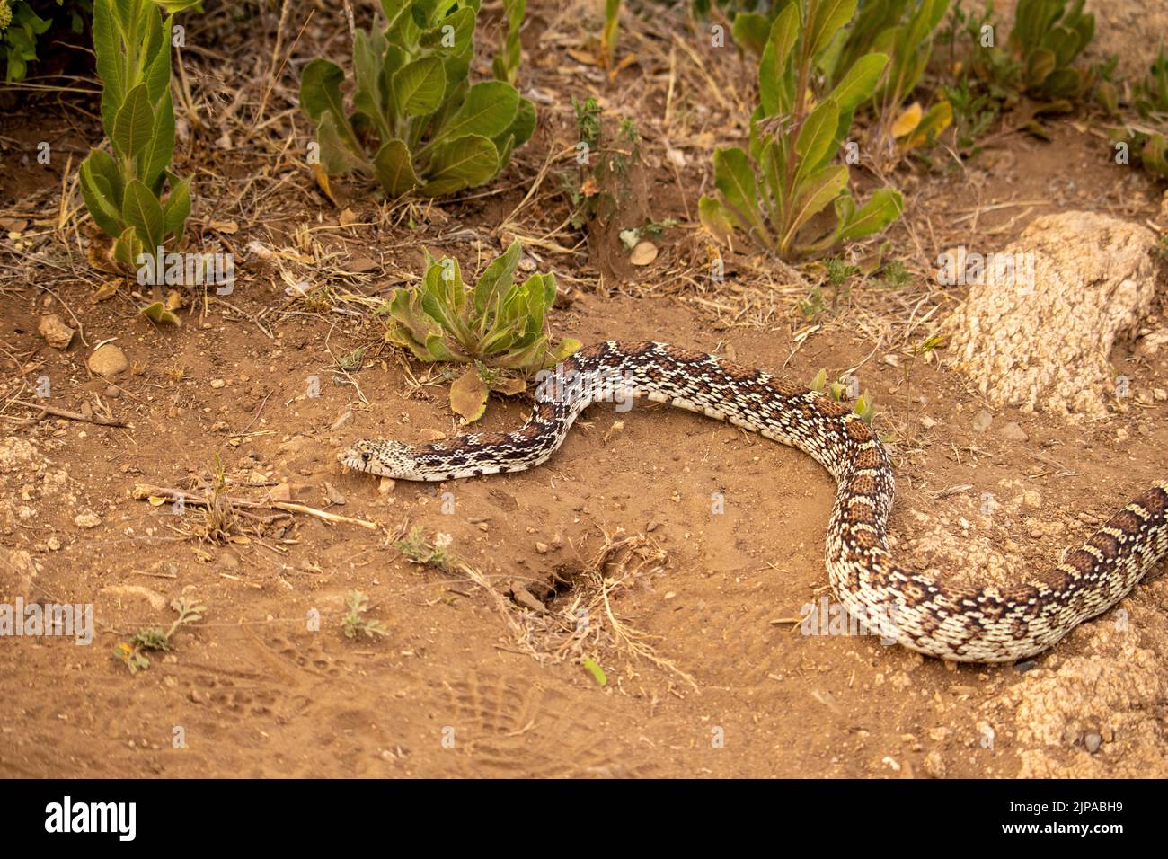 Arizona gopher snake hi-res stock photography and images - Alamy