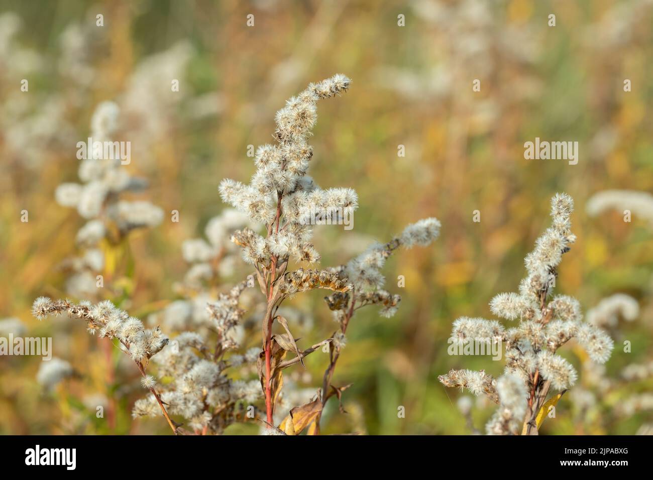 Seeds on withered giant goldenrod (Solidago gigantea Stock Photo - Alamy