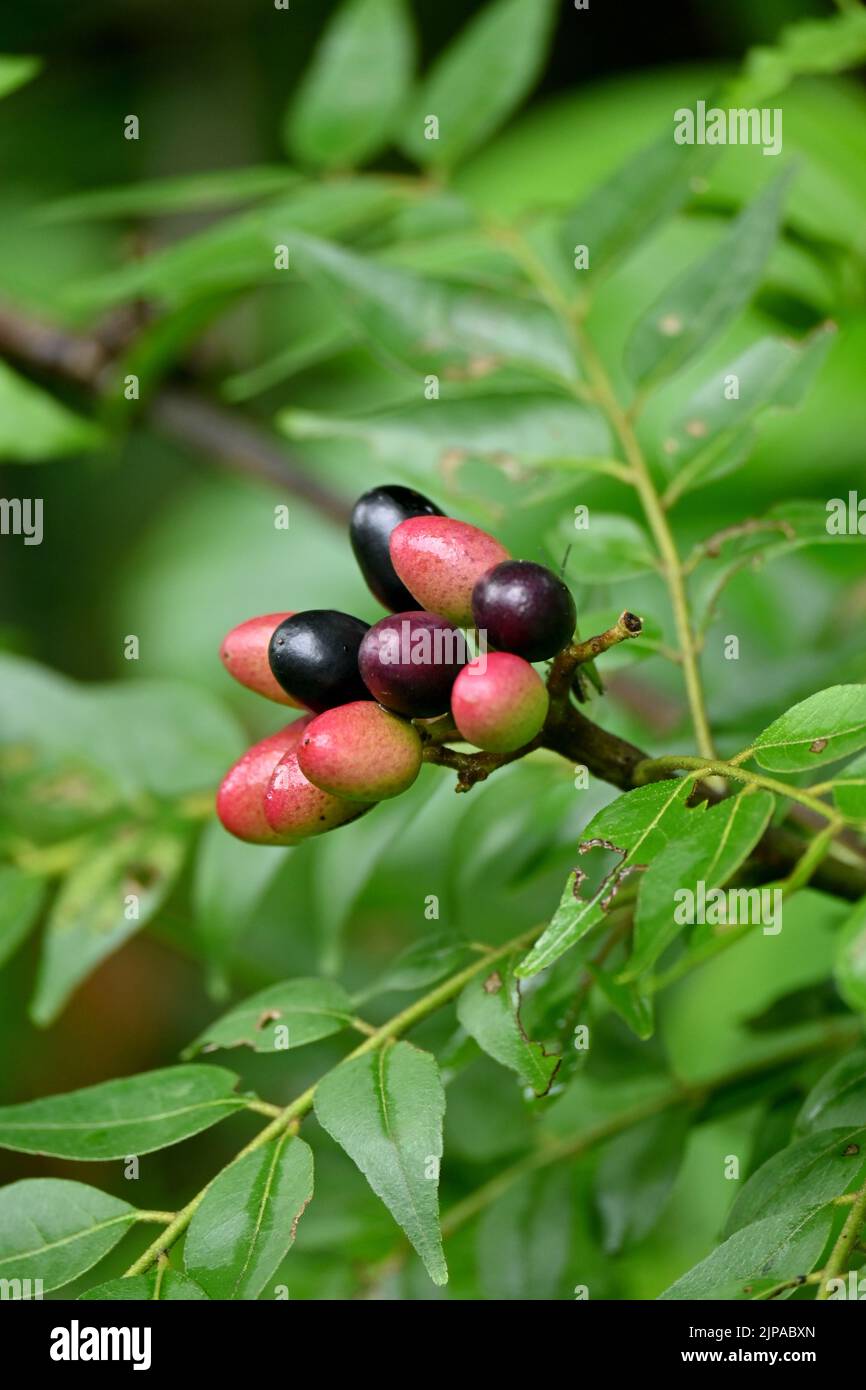 closeup the bunch black red curry tree fruit with leaves and plant in ...