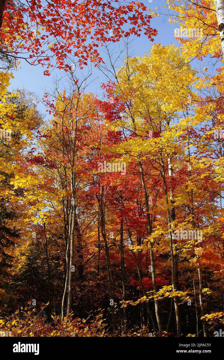 Beautiful fall colors of the maple forest vertical Stock Photo - Alamy