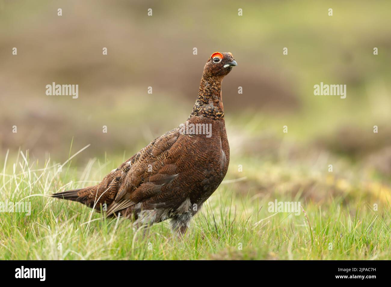 Close up of a male Red Grouse in Springtime, facing right in natural ...