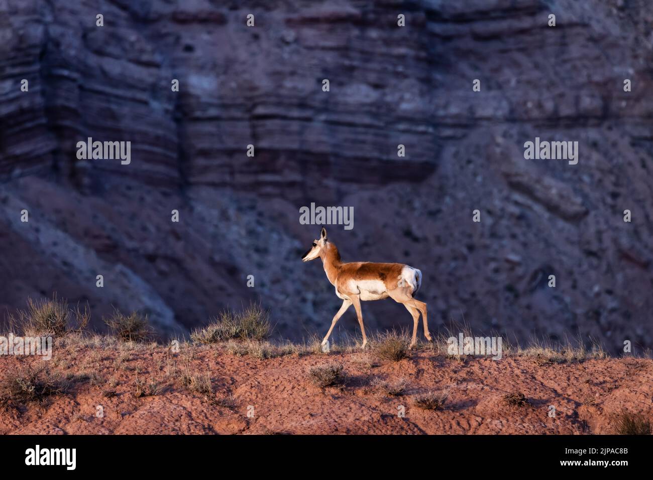 Antelope in the desert during morning sunrise Stock Photo - Alamy