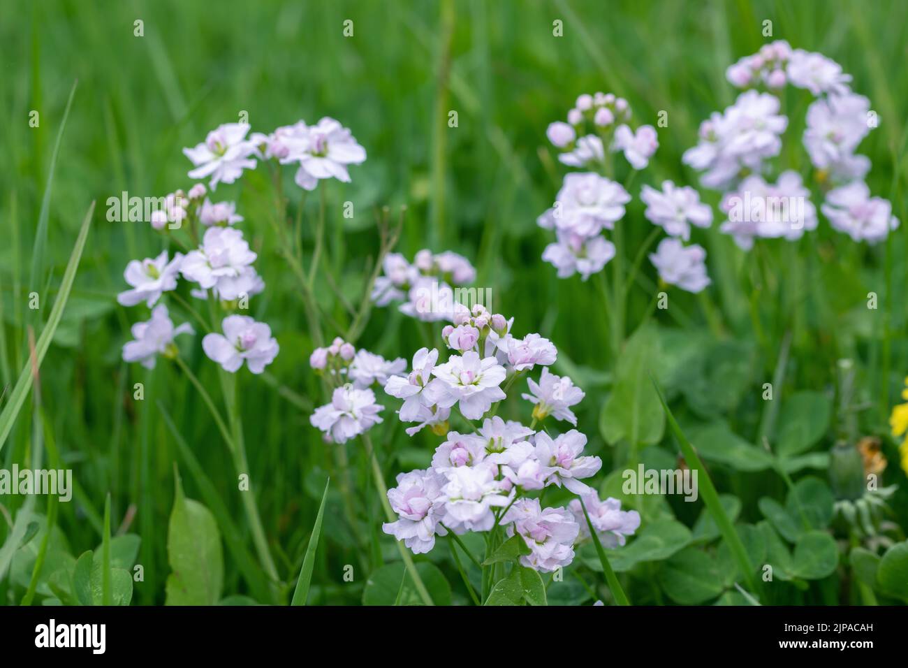Mayflowers (Cardamine pratensis) with double blossoms Stock Photo - Alamy