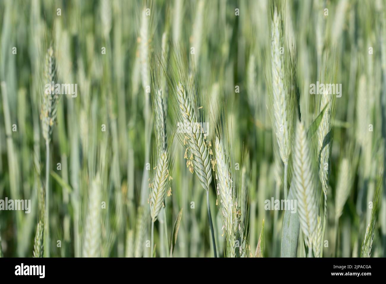 Blooming green rye spikes (Secale cereale) with pollen Stock Photo - Alamy
