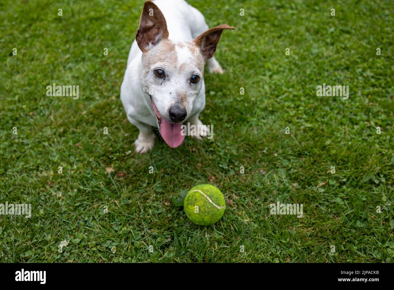 Happy Jack Russell Terrier Dog playing with ball on green grass lawn ...
