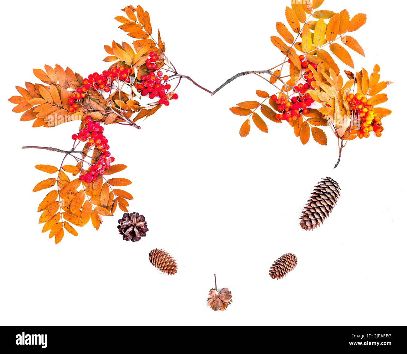 Bumps on the leaf Cut Out Stock Images & Pictures - Alamy