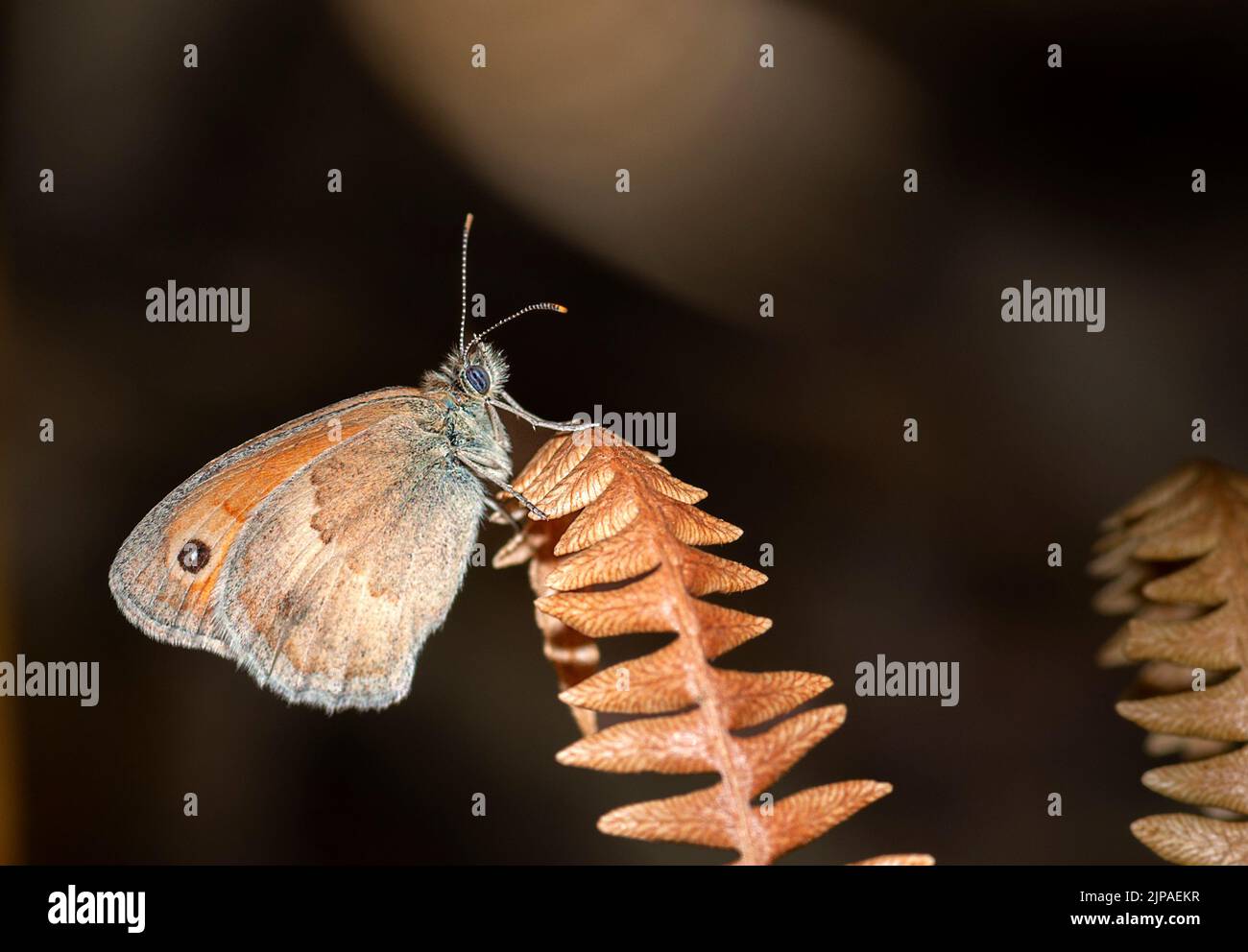 colorful little butterflies continue their generations in parks in the ...