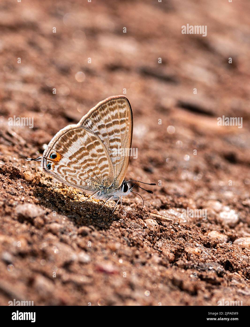 colorful little butterflies continue their generations in parks in the ...